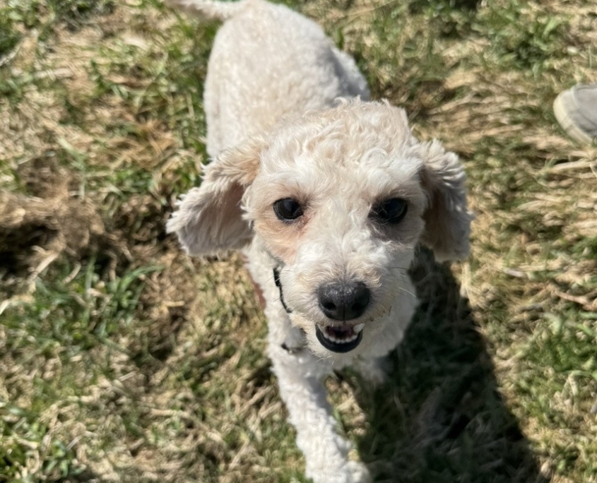 Cockapoo - Les chiens du ÔRanch