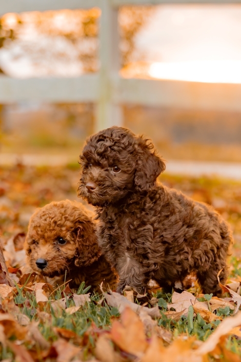 Automne/Fall 2026 - Les chiens du ÔRanch